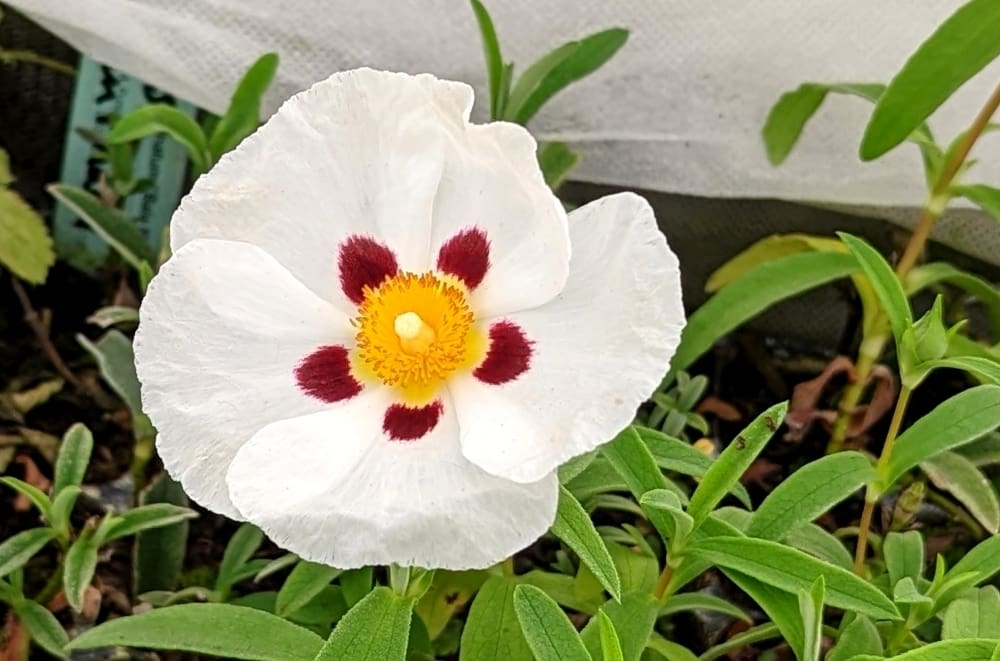 Cistus x purpureus , Ciste Alan Fradd