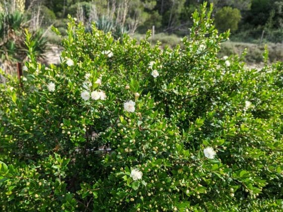 Vente de Myrte commune; Myrthus communis - Pépinières Quissac
