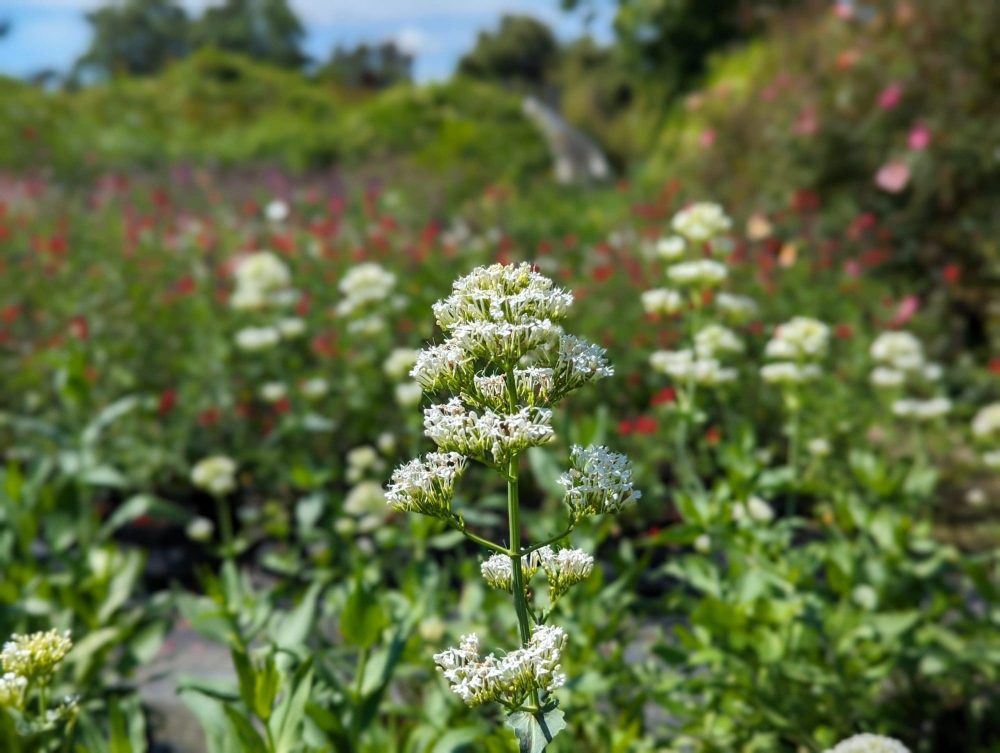 Vente de Valériane blanche , Centranthus ruber "Alba" - Pépinières Quissac