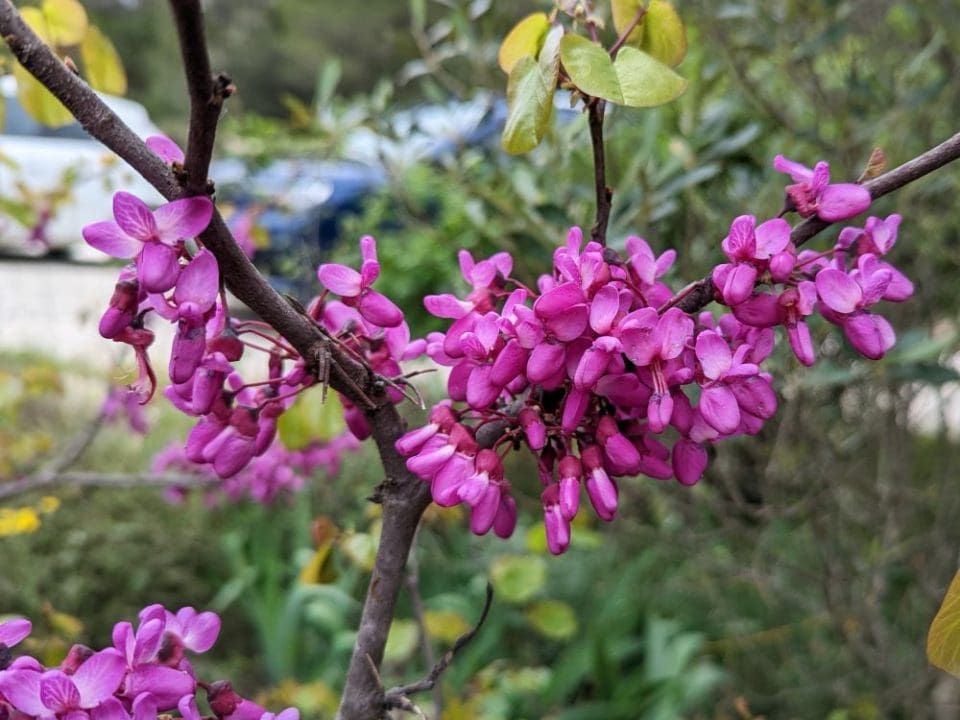 Arbre de Judée, Cercis siliquastrum - Pépinières Quissac