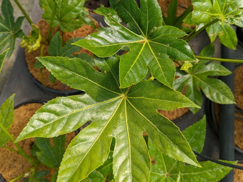 Vente de Fatsia japonica, Aralia japonica - Pépinières Quissac