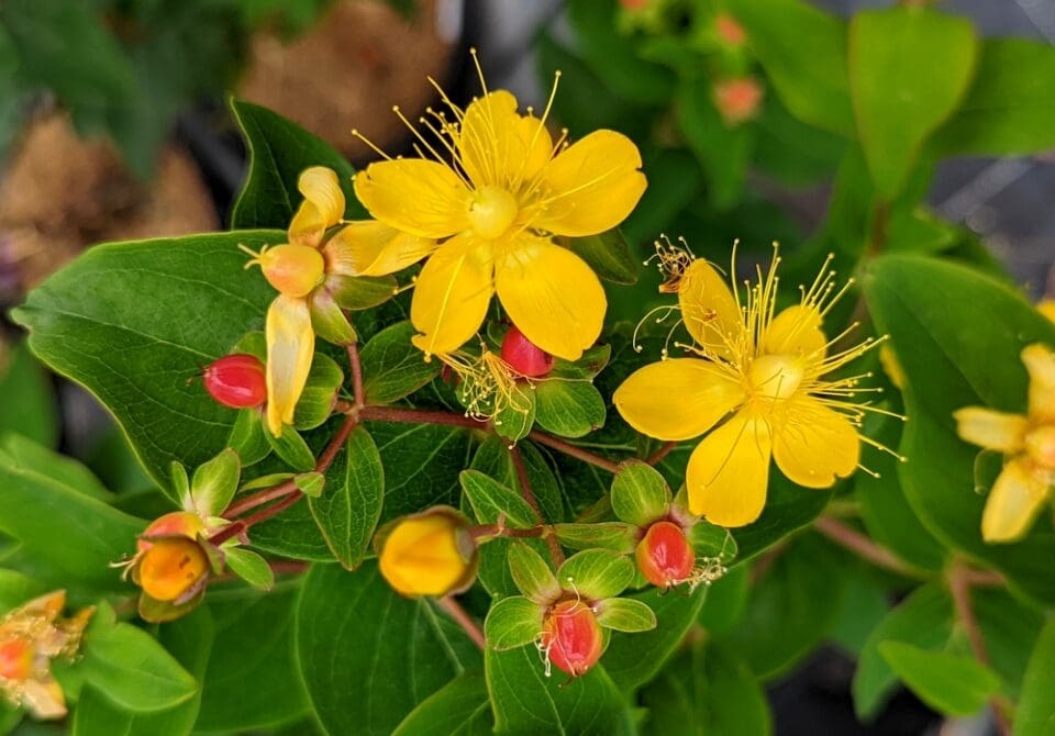 Millepertuis inodore, Hypericum inodorum - Pépinières Quissac