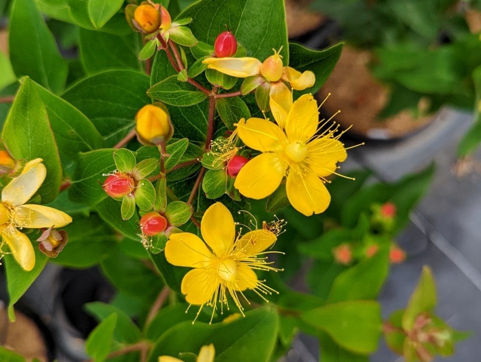 Millepertuis inodore, Hypericum inodorum - Pépinières Quissac