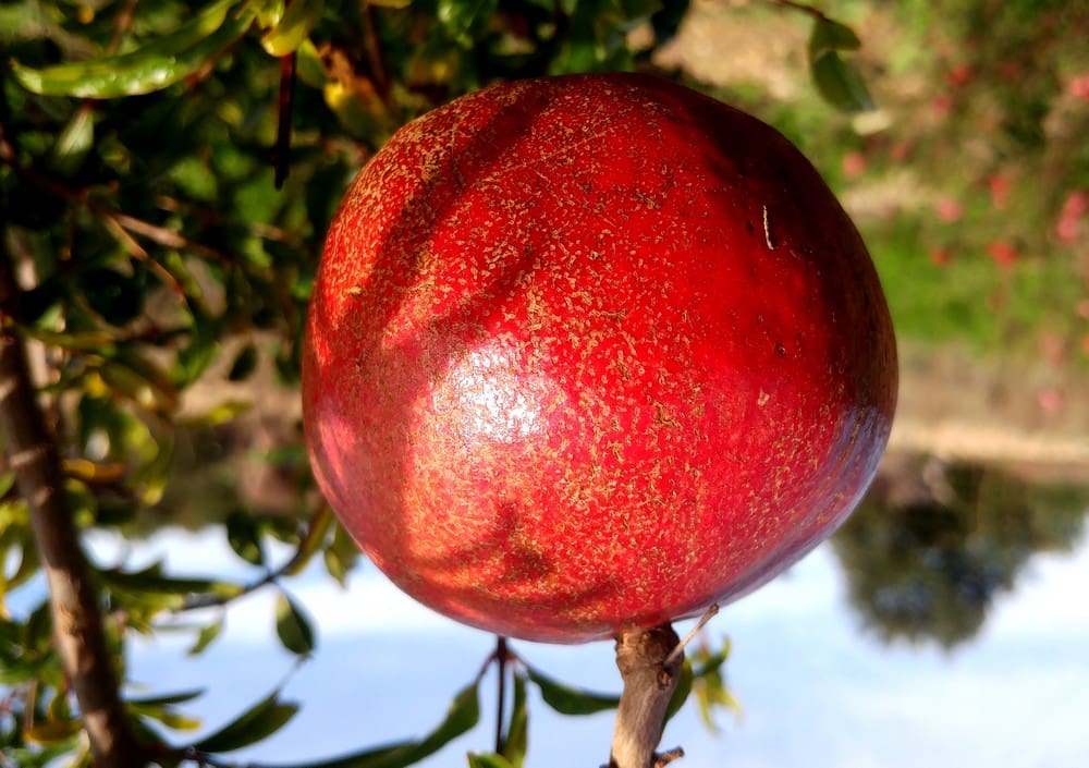 Grenadier Pamyatti Rosanova - Pépinières Quissac