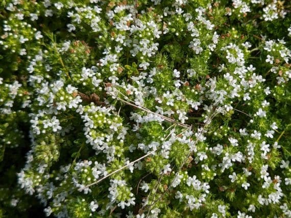 Thymus serphyllum "Snowdrift", thym couvre-sol mi-ombre à fleurs ...