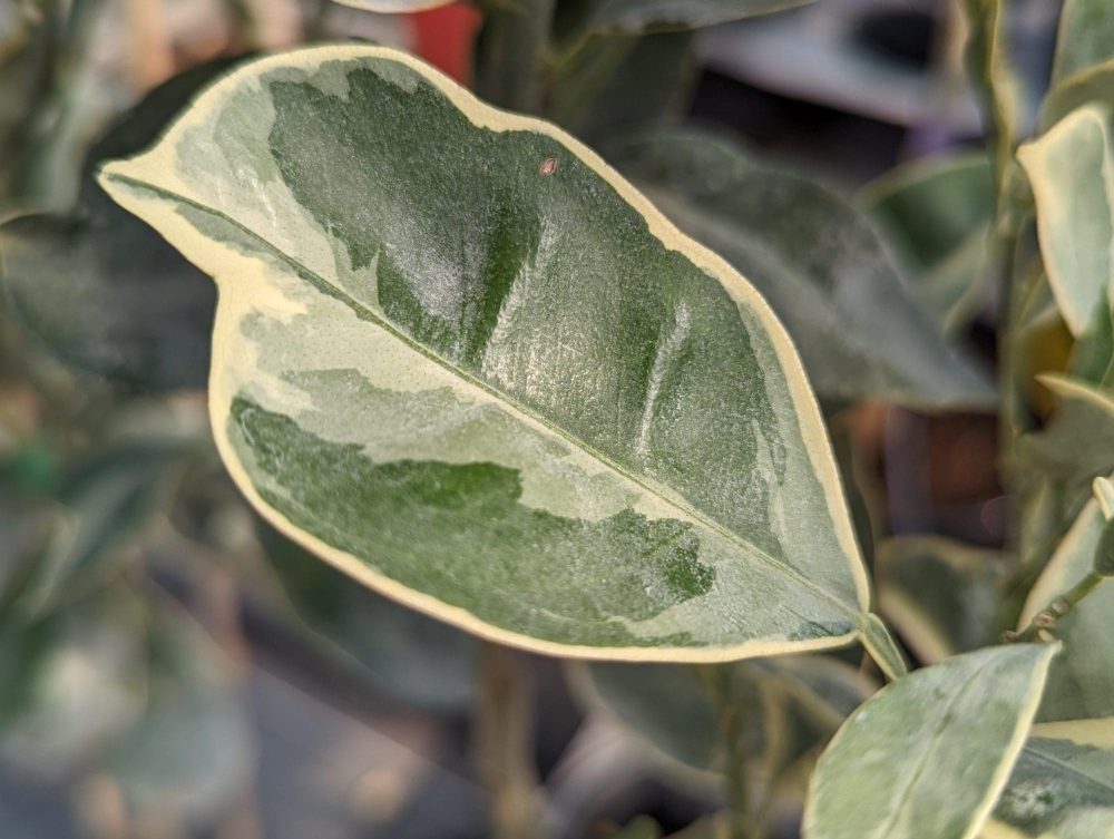 Citrus lemon Citron panaché sanguin