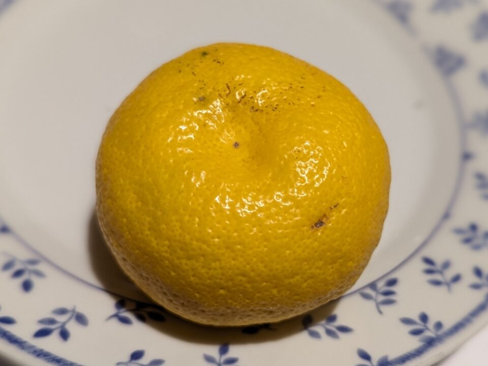 Citrus junos, Citron japonais Yuko /FA5 rustique