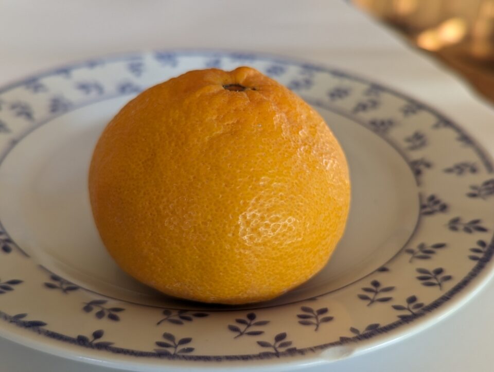 Citrus satsuma "Iwasaki", très précoce