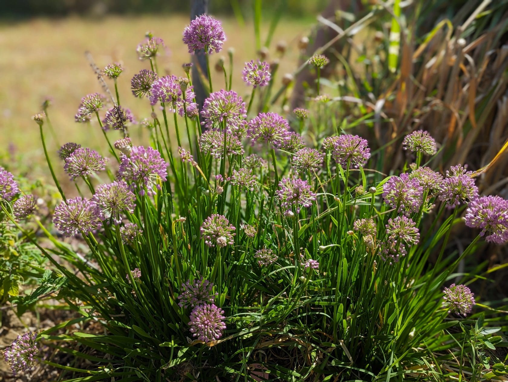 Allium millenium, ail ornementale - Pépinières Quissac