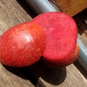 Vente de pommier sanguin, pomme à chair rouge - Pépinières Quissac