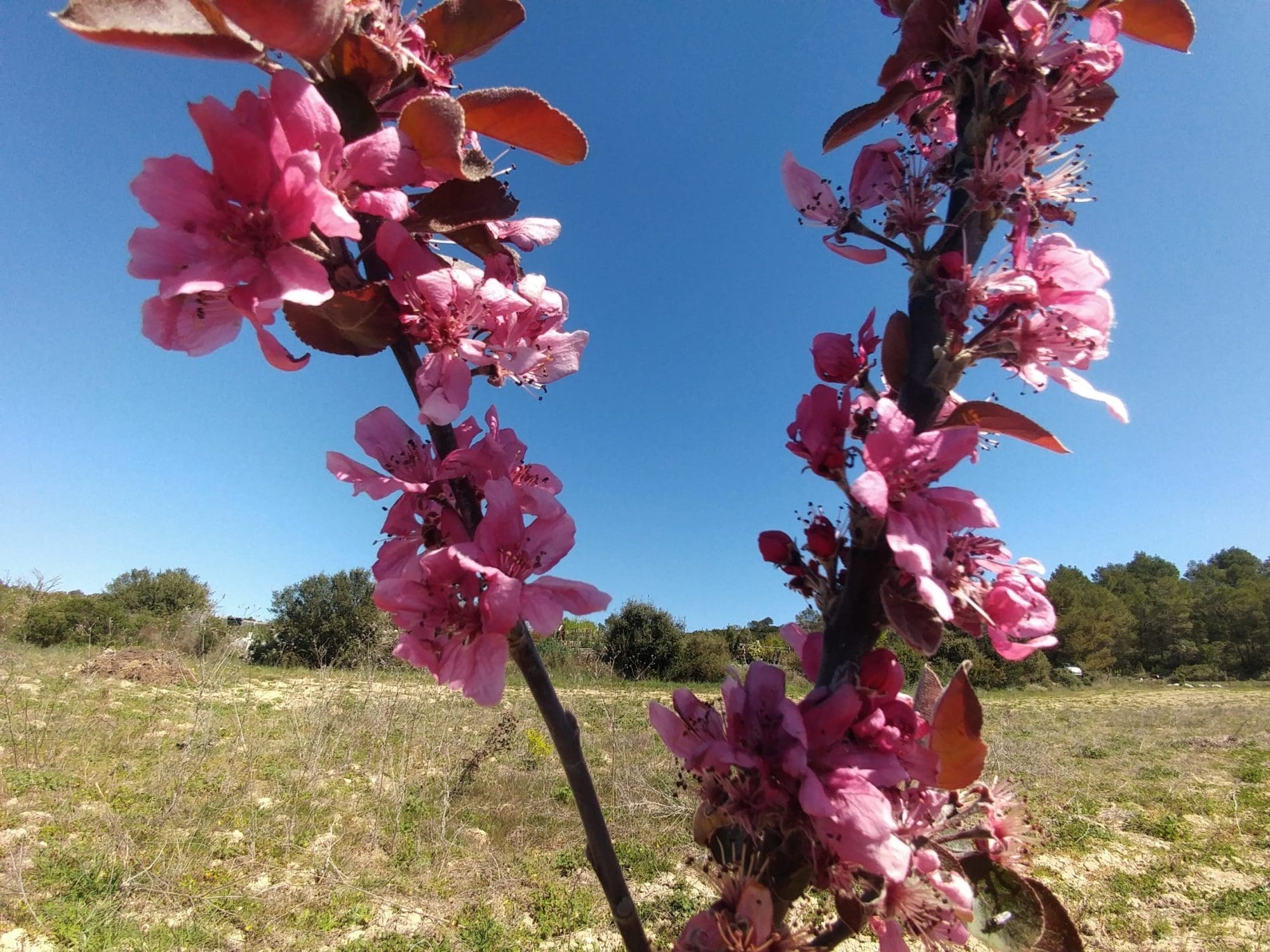 Vente de pommier Veralma, pomme à chair rouge