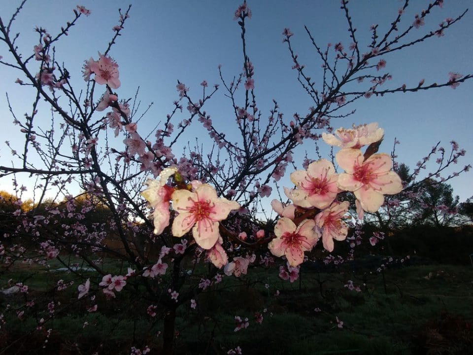 Vente d'Amandier issue de semis - Pépinières Quissac