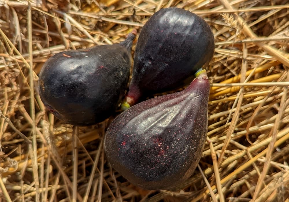 Vente de Ficus carica "Abicou", Figuier Abicou - Pépinières Quissac