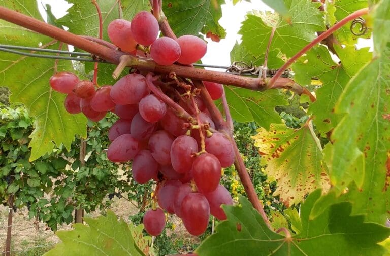 Vitis Miss Rosé Raisin rose sans pépins - Pépinières Quissac