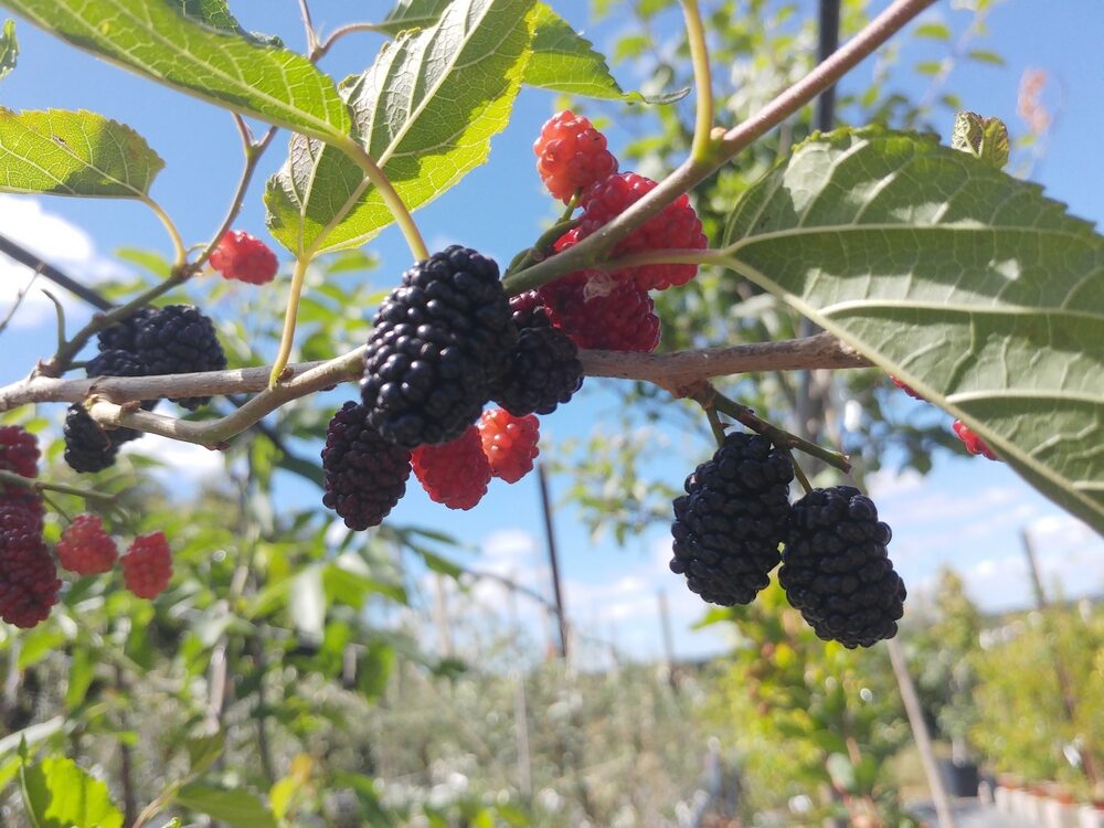 Vente de Murier Noir Morus nigra "Full Seasons, - Pépinières Quissac