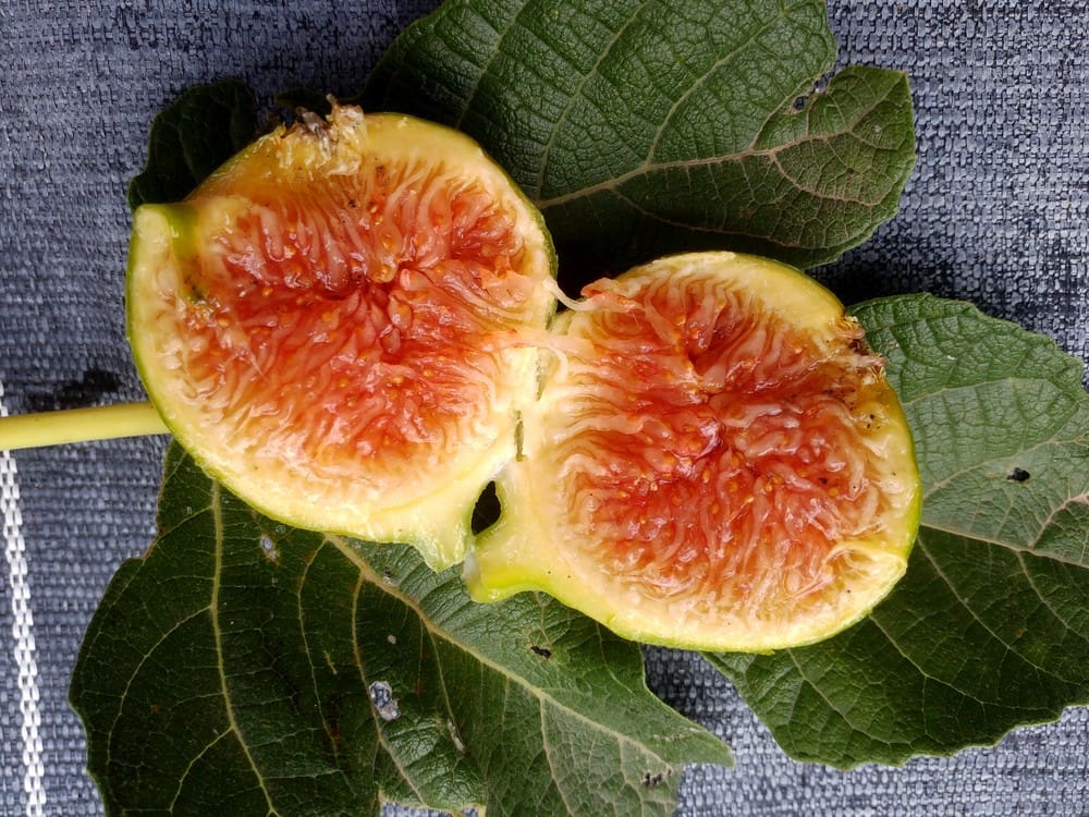 Ficus carica "Fiorone Bianco", Figuier Fiorone bianco - Pépinières Quissac