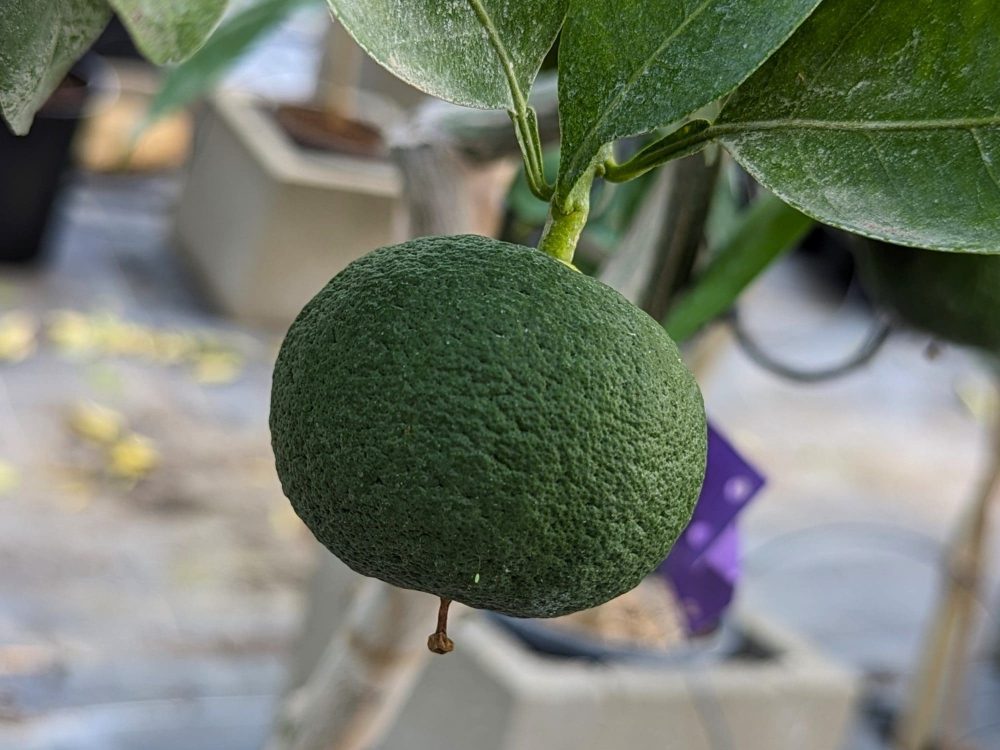 Citrus Citron Japonais Yuko / PT - Pépinières Quissac