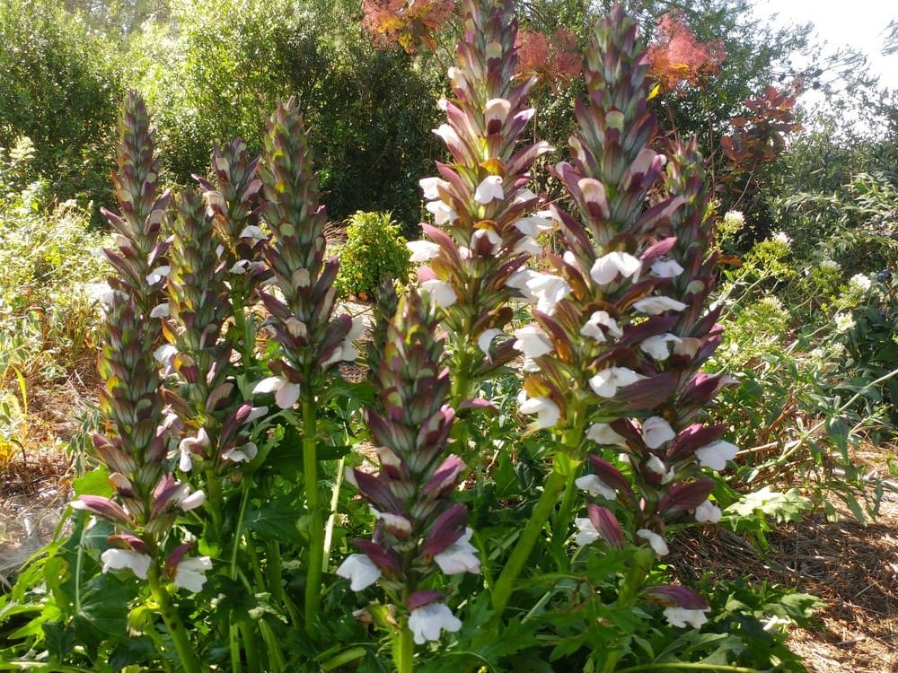 Vente d'Acanthe "White Lips" - Pépinières Quissac