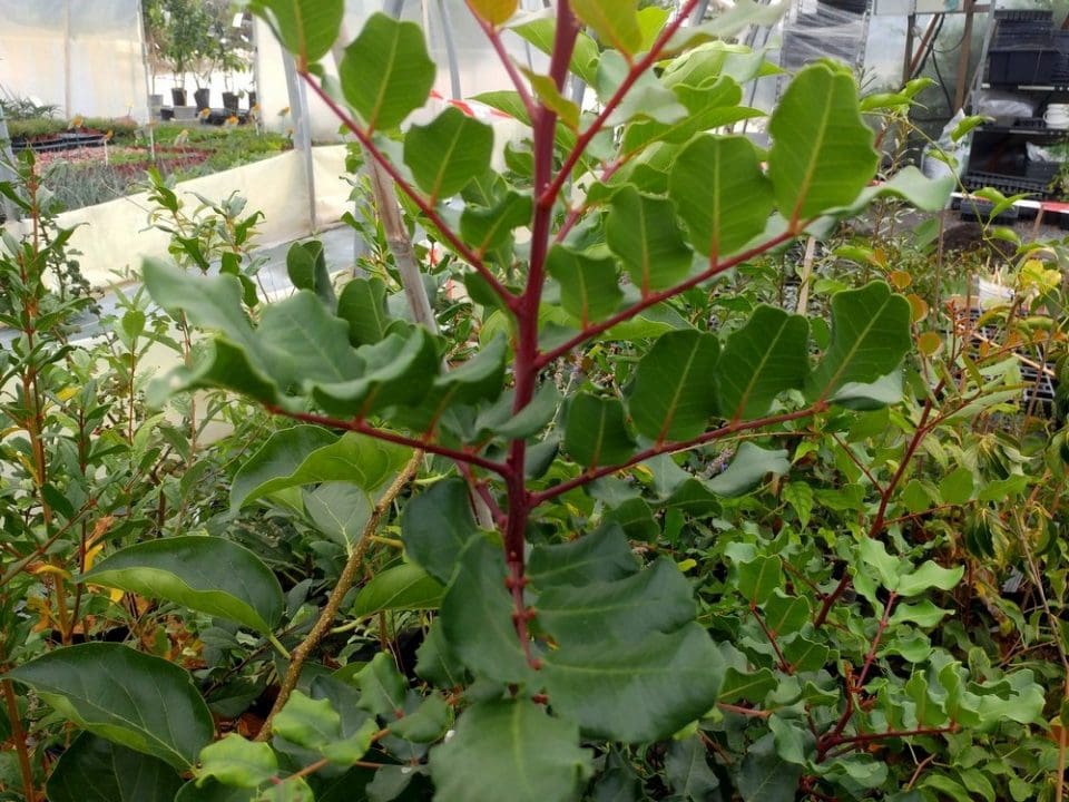 Vente de Caroubier, Ceratonia siliqua - Pépinières Quissac