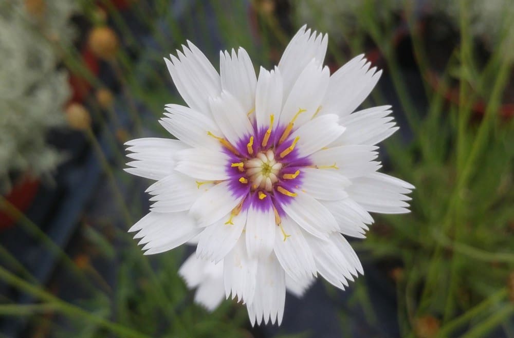 Catananche blanche, Catananche caerulea "Alba" - Pépinières Quissac