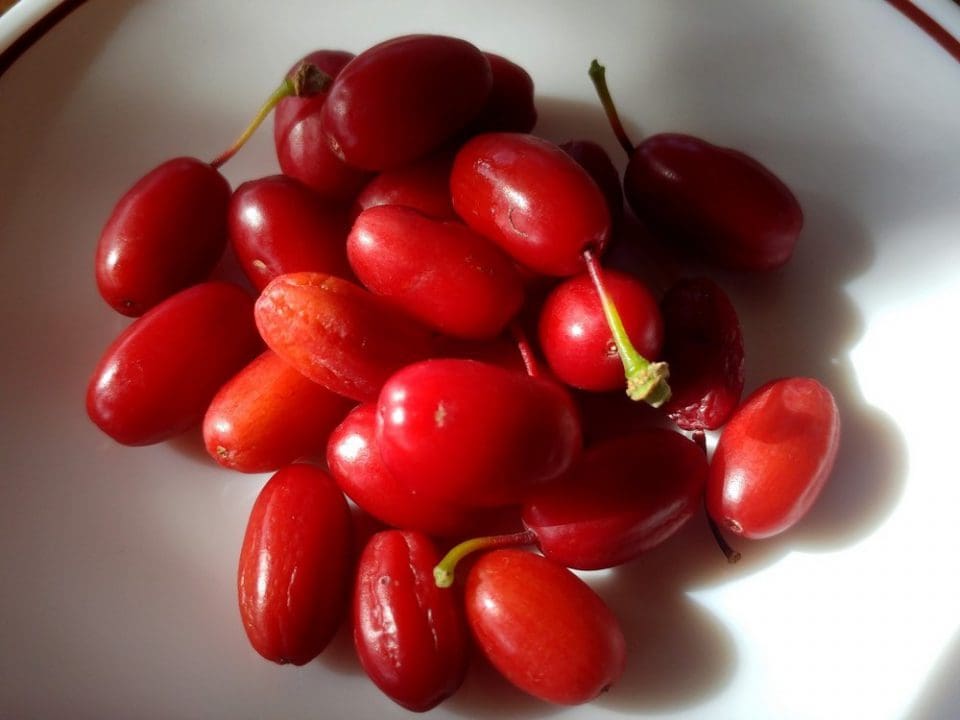 Cornus mas à gros fruit sucré Schönbrunner Gourmet- Pépinières Quissac