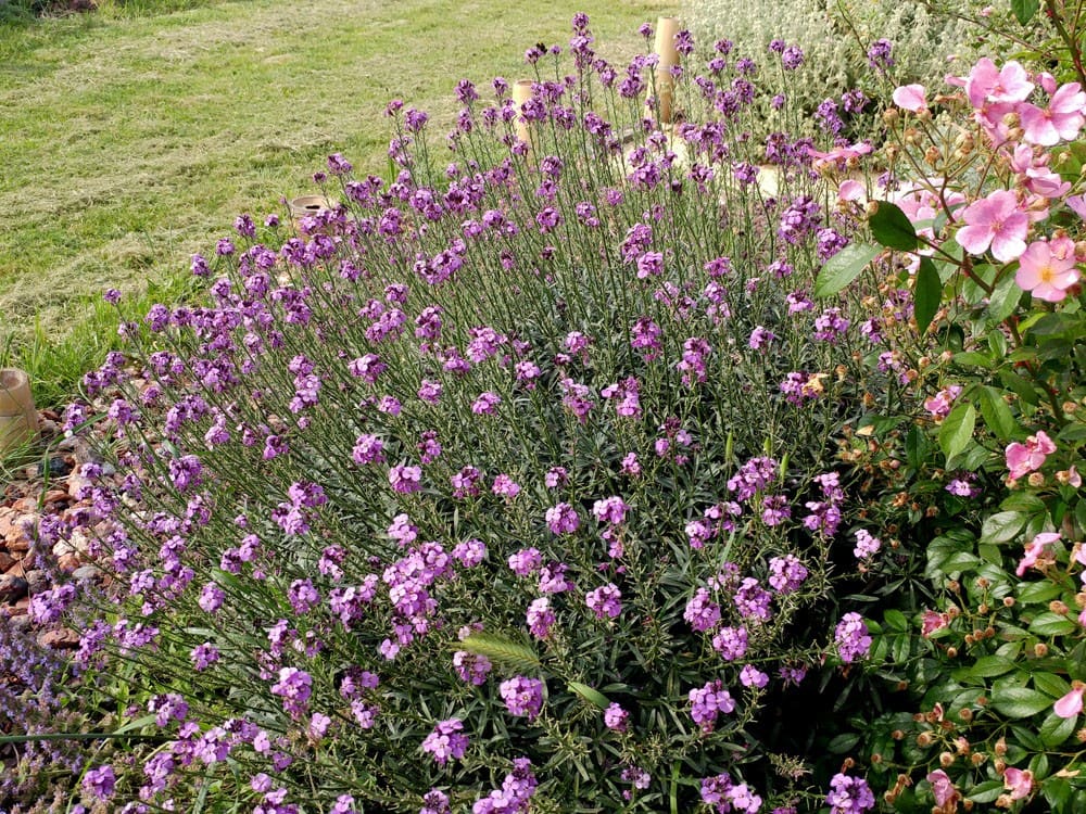 Giroflée vivace "Edward Bowles", Erysimum linifolium - Pépinières Quissac