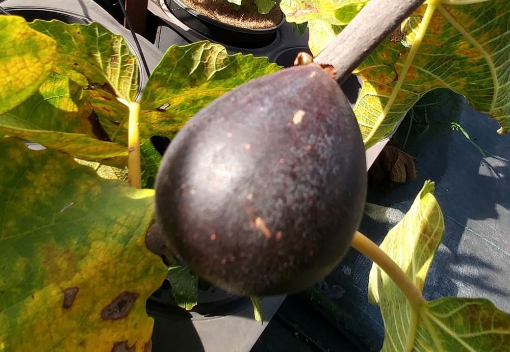 Vente de Ficus carica "Abicou", Figuier Abicou - Pépinières Quissac