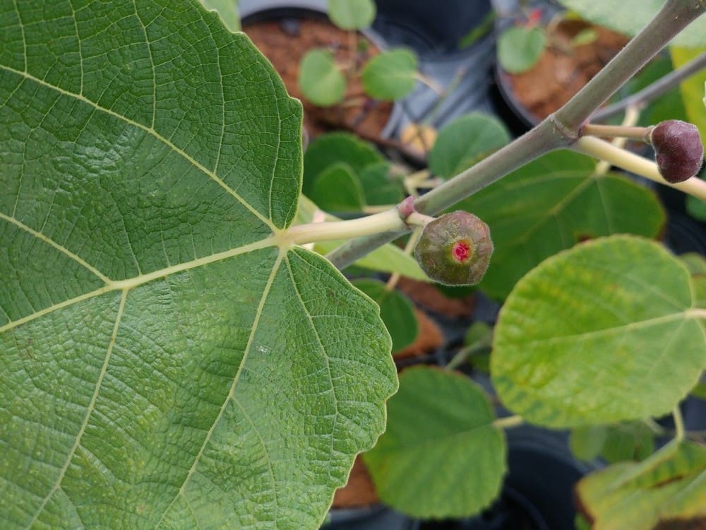 Ficus palmata Punjab, - Pépinières Quissac