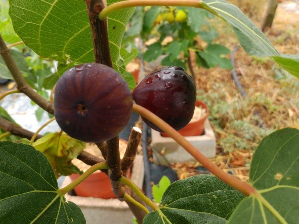 Ficus palmata Strassbourg, Figuier "Strasbourg" - Pépinières Quissac