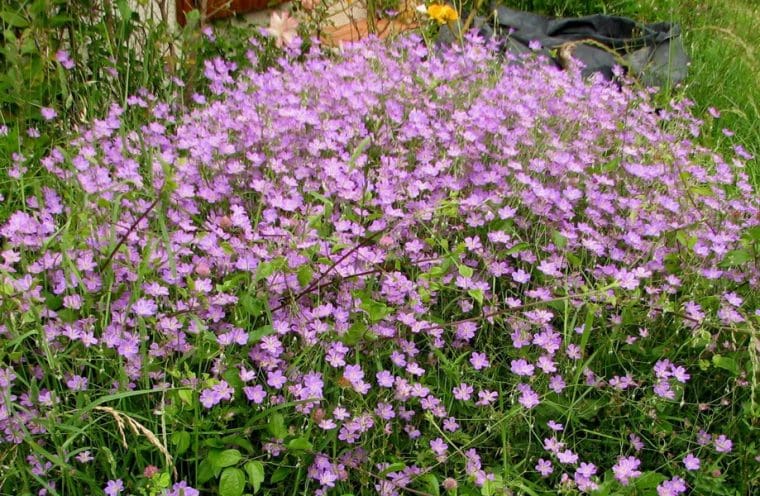 Geranium vivace "Rambling Robin" - Pépinières Quissac