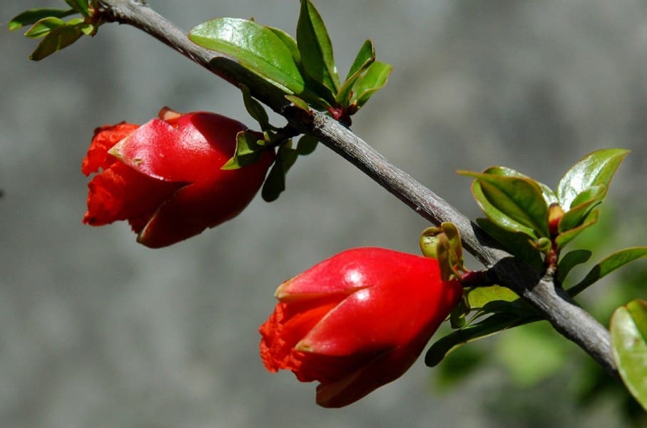 Grenadier à fruits, Punica granatum "Fina Tendral", - Pépinières Quissac