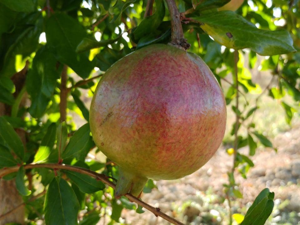 Grenadier à fruits Punica granatum "Meknes" sans pépins!