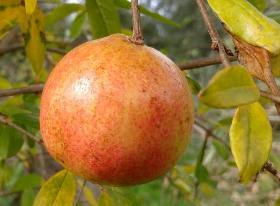 Vente de Grenadier à fruits, Punica granatum "Sweet" - Pépinières Quissac