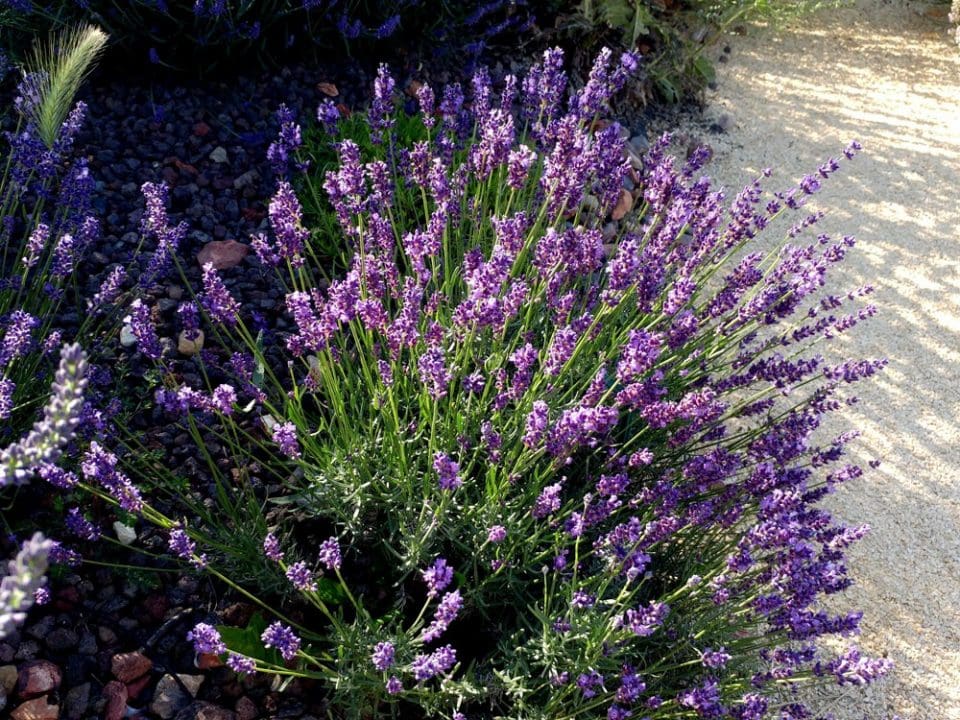 Vente de Lavandula angustifolia, Lavande naine Peter Pan
