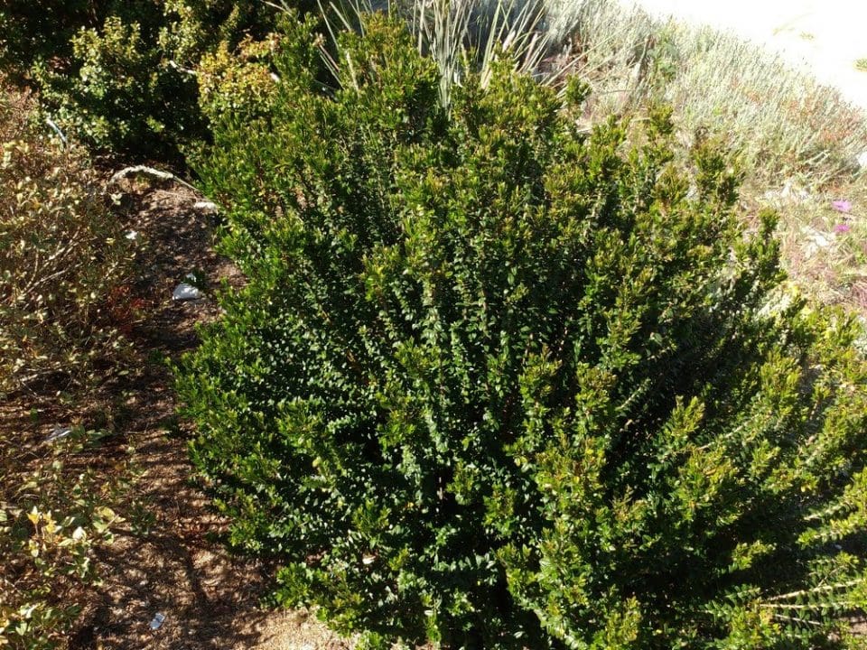 Myrte tarentine, Myrthus communis tarentina - Pépinières Quissac