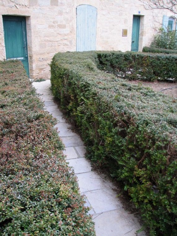 Myrte tarentine, Myrthus communis tarentina - Pépinières Quissac