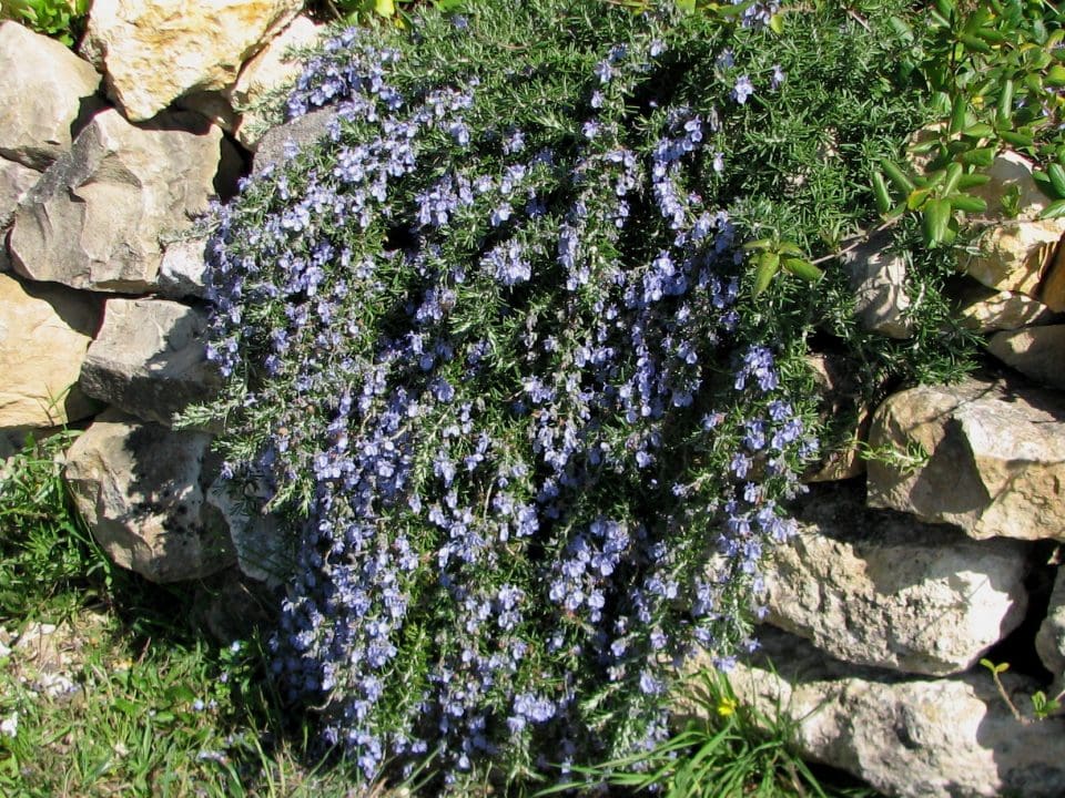 Rosmarinus officinalis repens, Rosmarin rampant - Pépinières Quissac