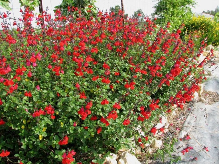 Vente de Sauge, Salvia Royal Bumble à fleurs rouge - Pépinières Quissac