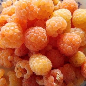 Framboise jaune Rubus idaeus Golden Bliss, remontant