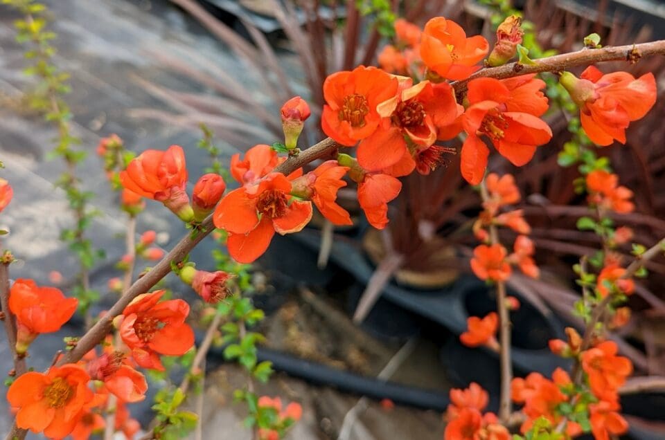 Vente de cognassier du Japon Cido, Chaenomeles japonica - Pépinières ...