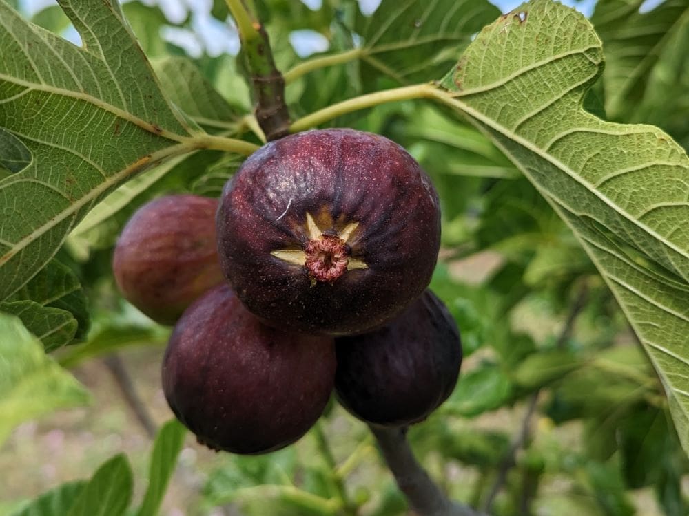 Figuier, Ficus carica Ariel, Arguel - Pépinières Quissac
