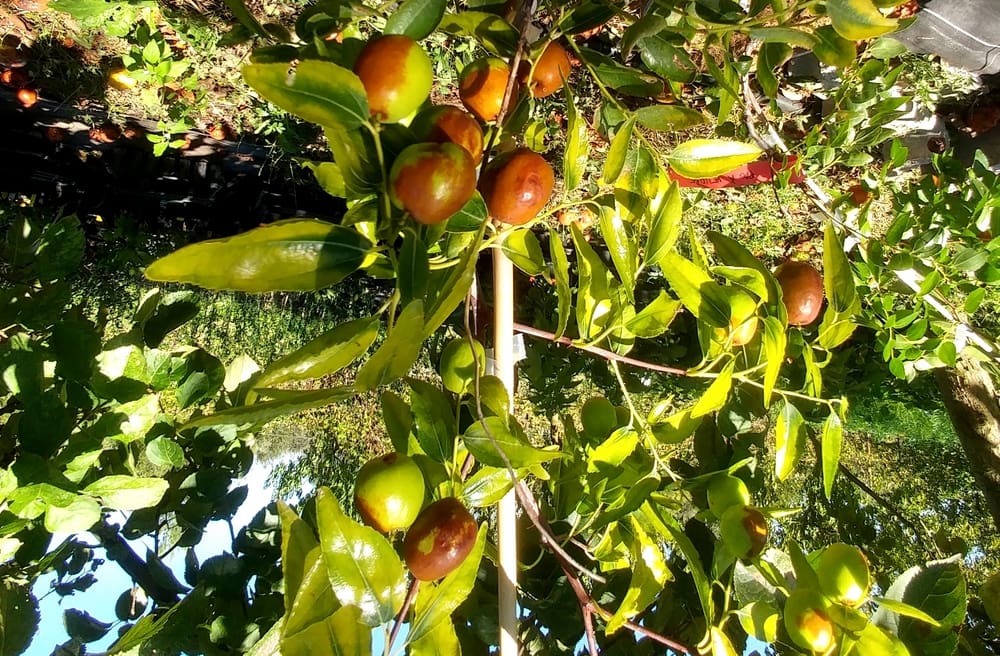 Ziziphus jujuba "Honeyjar", Dattier chinois - Pépinières Quissac