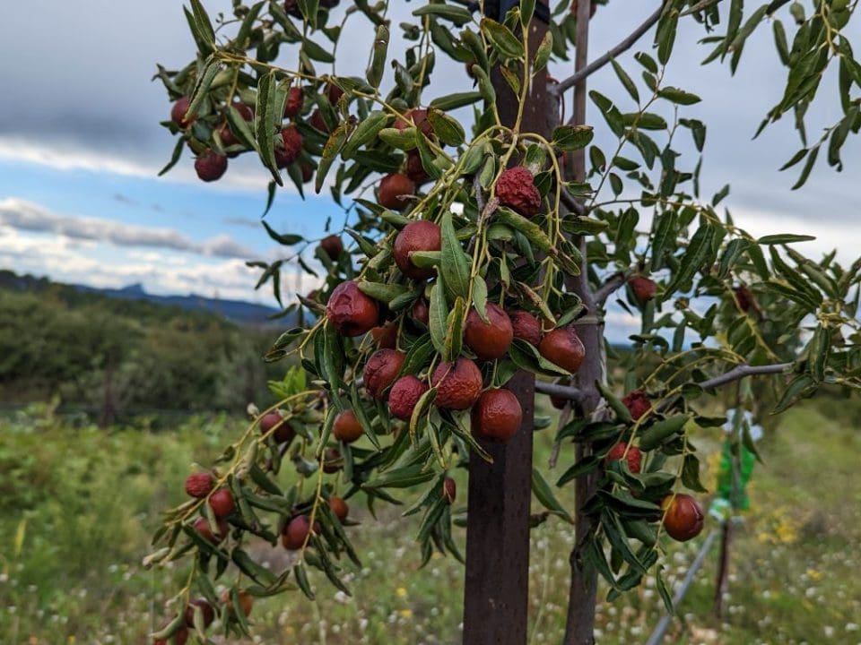 Ziziphus jujuba "Honeyjar", Dattier chinois - Pépinières Quissac