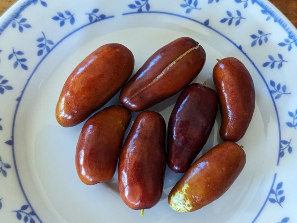 Ziziphus jujuba, Jujubier Jatsao - Dattier chinois - Pépinières Quissac