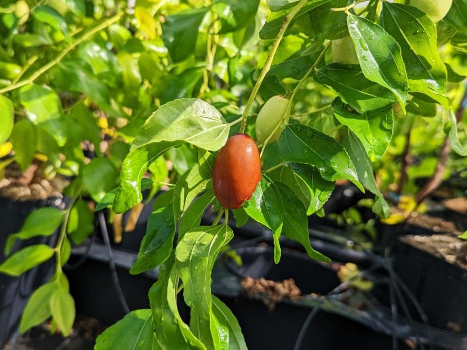 Ziziphus jujuba "Halima", Dattier chinois - Pépinières Quissac