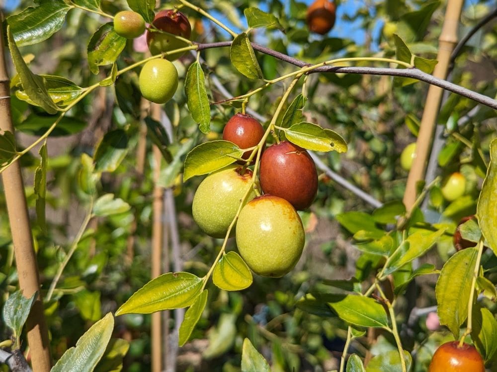 Ziziphus jujuba "Sugarcane", Dattier chinois