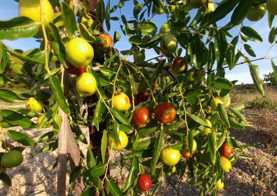 Ziziphus jujuba "Dongzao", Dattier chinois - Pépinières Quissac