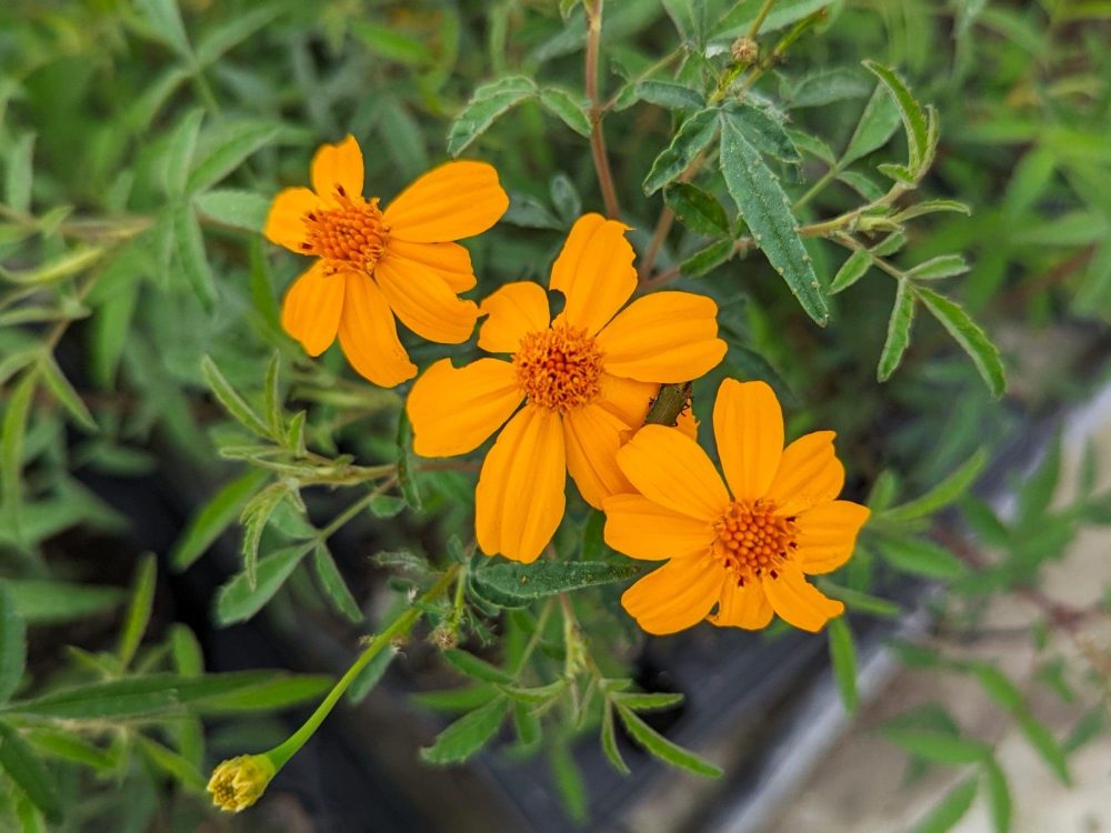 Tagete lemmonii - Pépinières Quissac