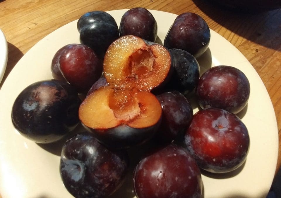 Prunus salicina-Prune japonaise Angeleno, - Pépinières Quissac